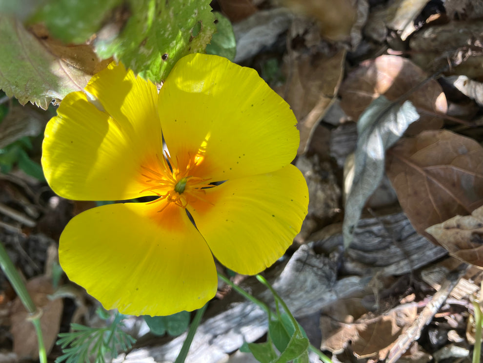 "THE PURIST'S FORM" Eschscholzia californica var. maritima, Coastal Po ...