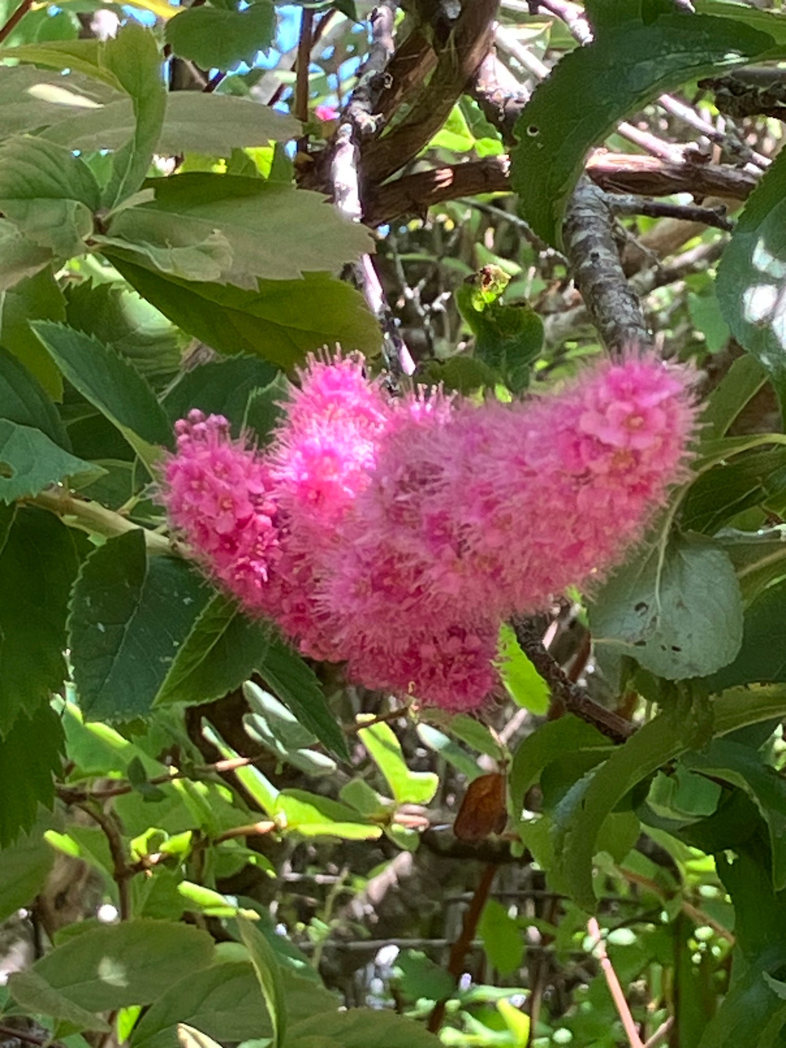 Spiraea douglassi, Douglas' Spirea – Larner Seeds