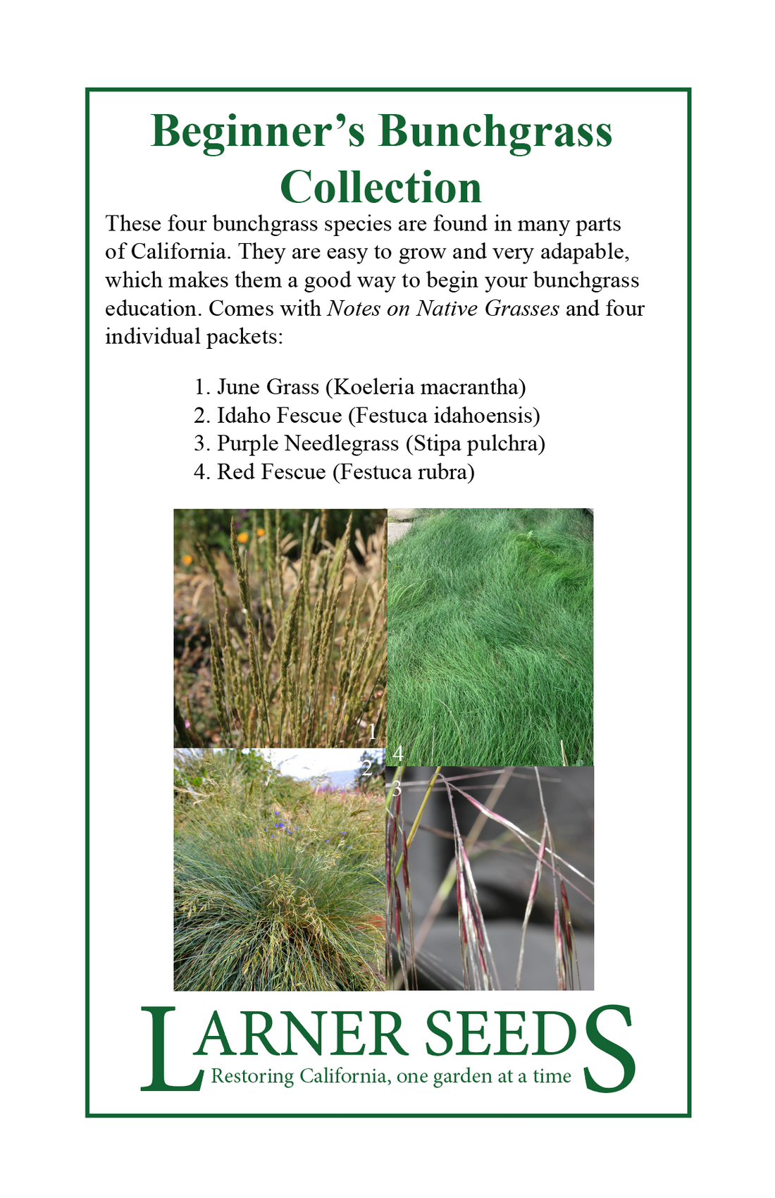 Beginner's Bunchgrass Collection – Larner Seeds