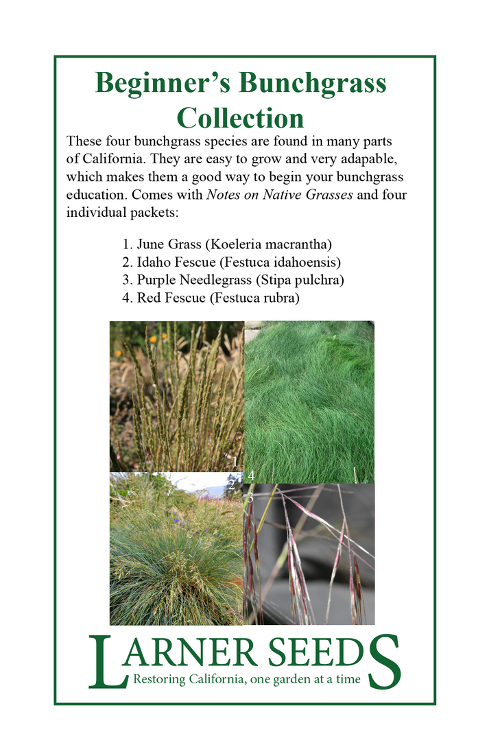 Beginner's Bunchgrass Collection – Larner Seeds