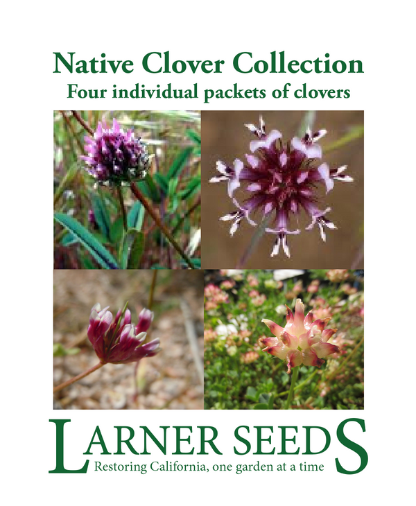 California Native Clover Collection – Larner Seeds