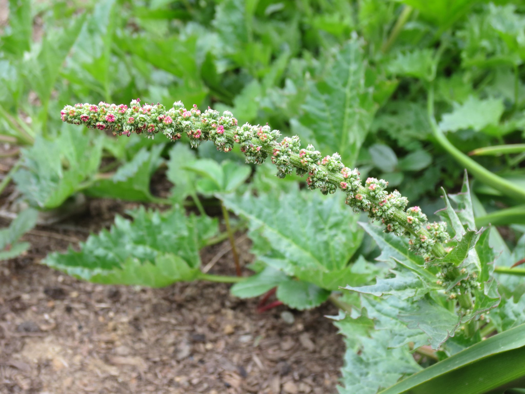 Chenopodium Goosefoot Amazon.com : KVITER 1000 Lambs Quarter Seeds