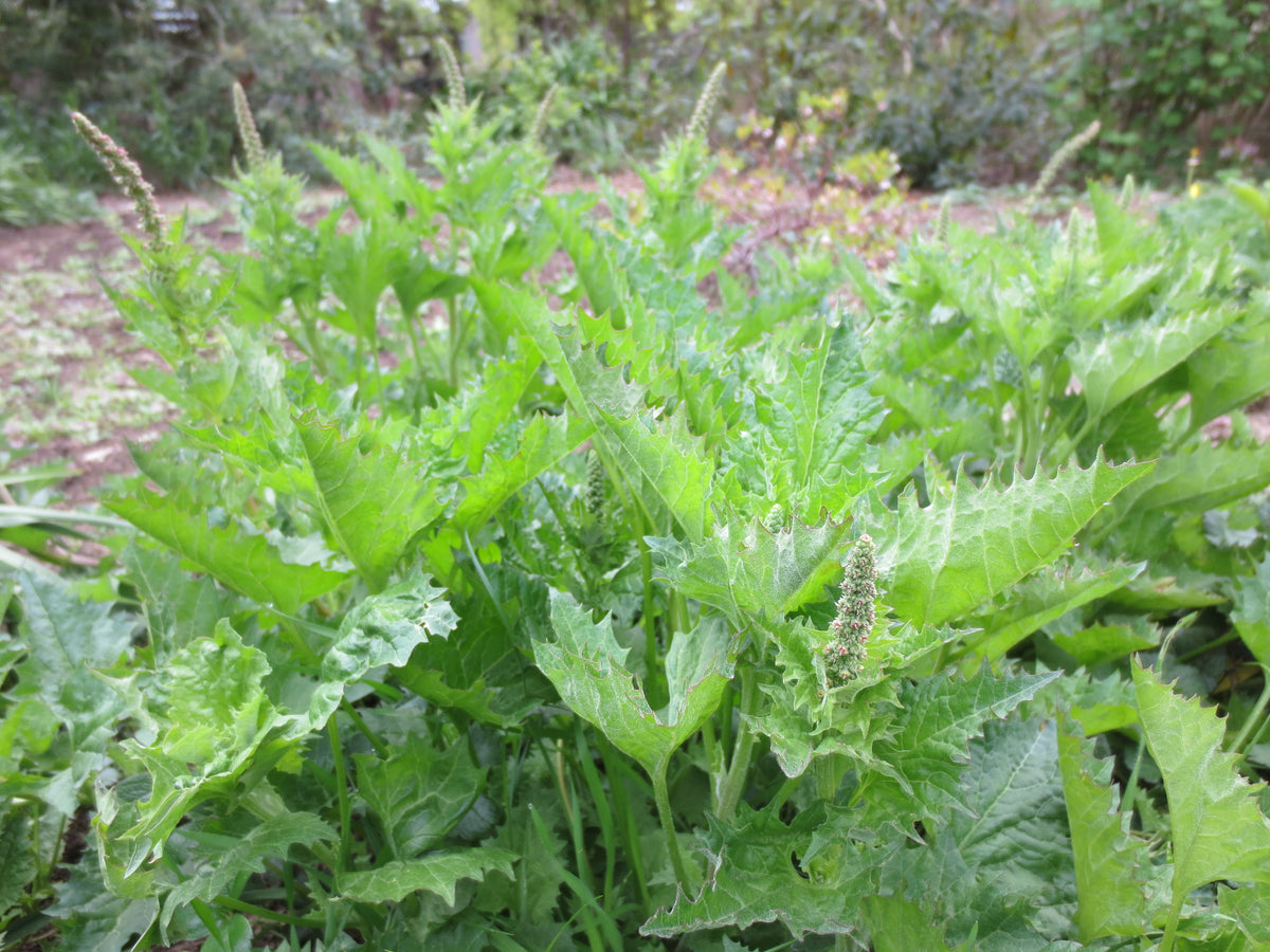 Chenopodium californicum, California Goosefoot – Larner Seeds