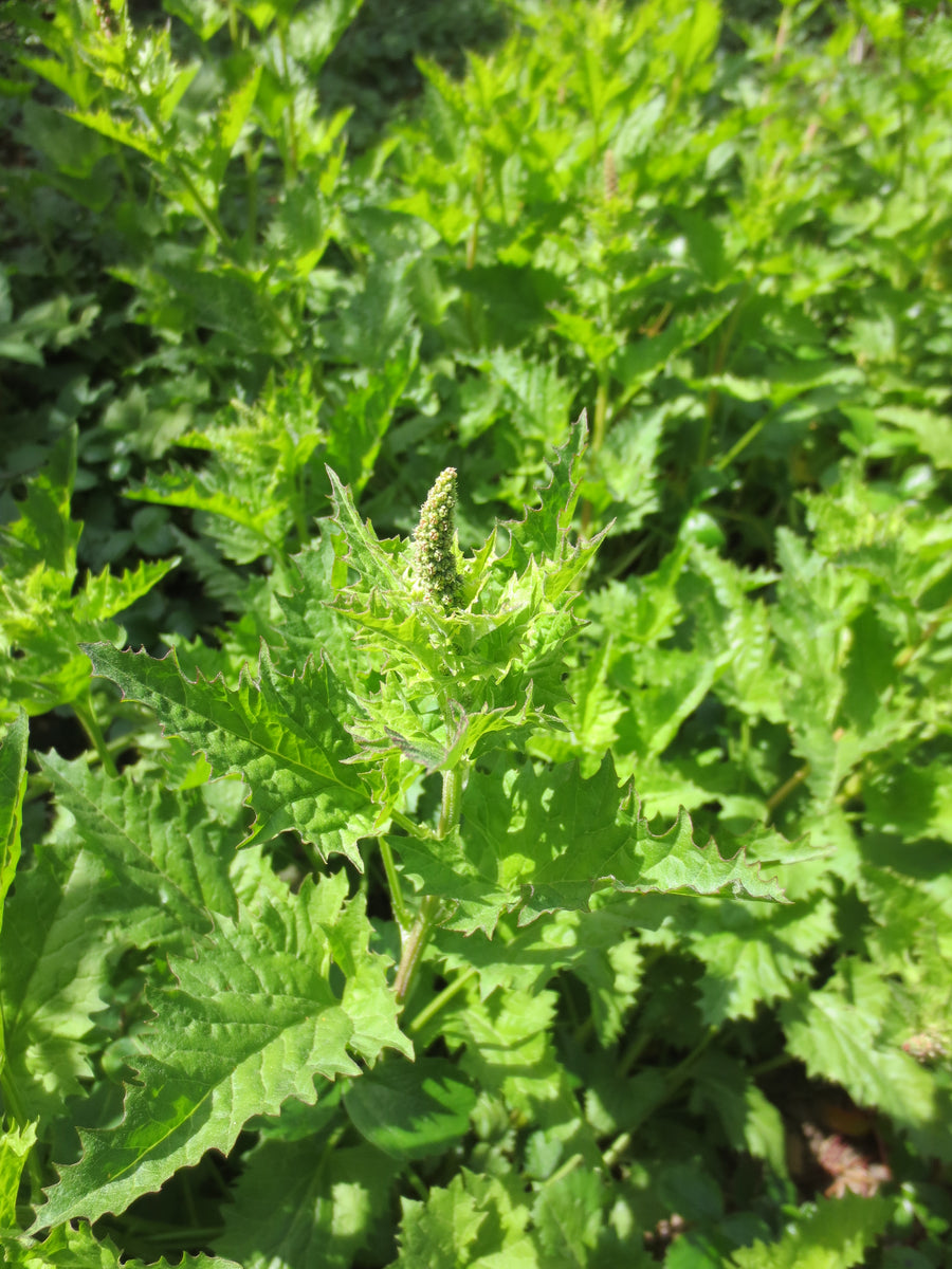 Chenopodium californicum, California Goosefoot – Larner Seeds
