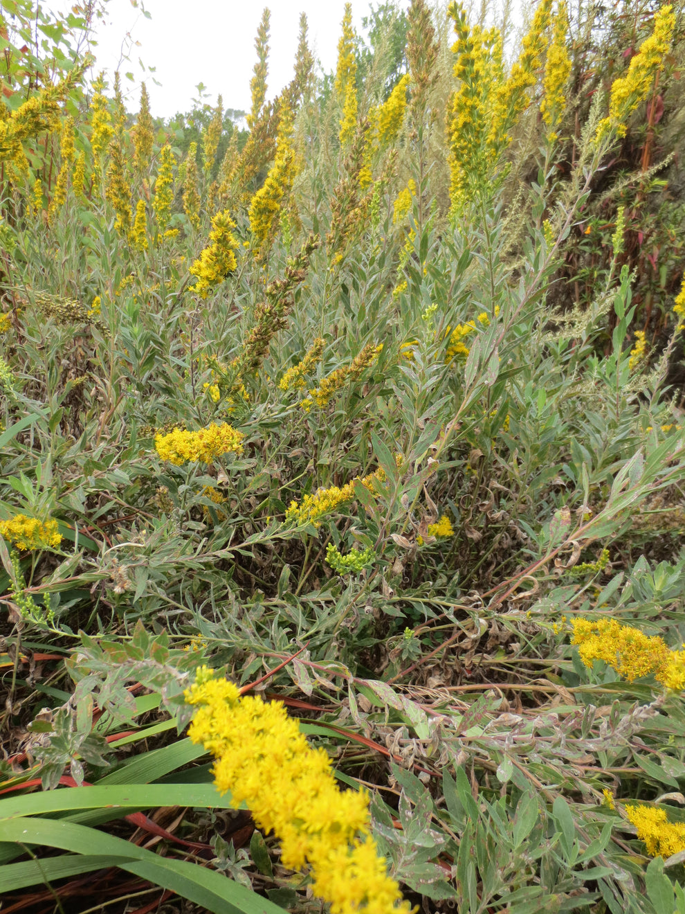 Solidago velutina ssp. californica, California Goldenrod – Larner Seeds