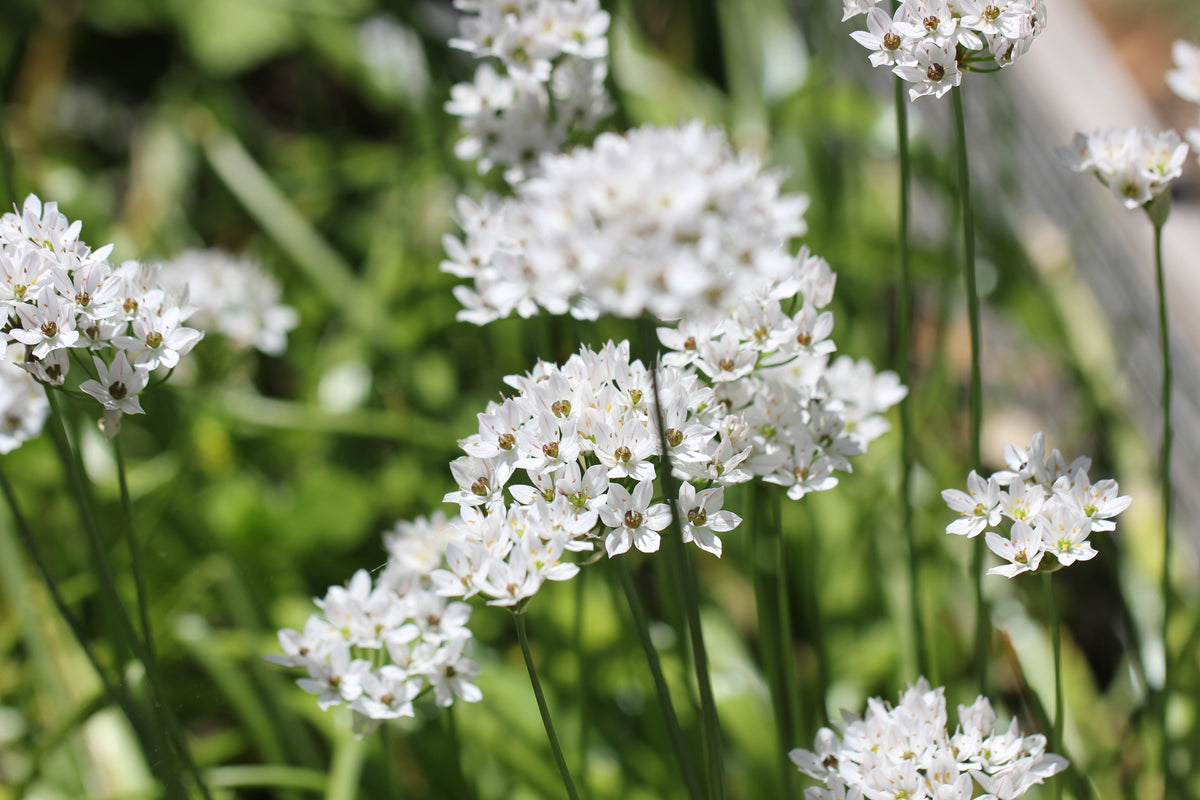 Native Bulb Combo – Larner Seeds