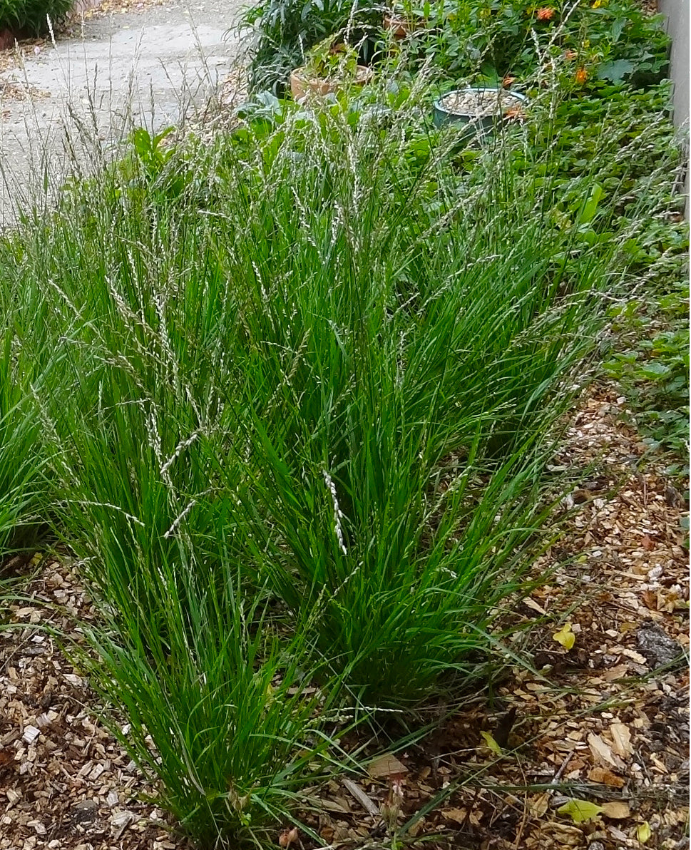 Melica torreyana, Torrey's Melic Grass – Larner Seeds